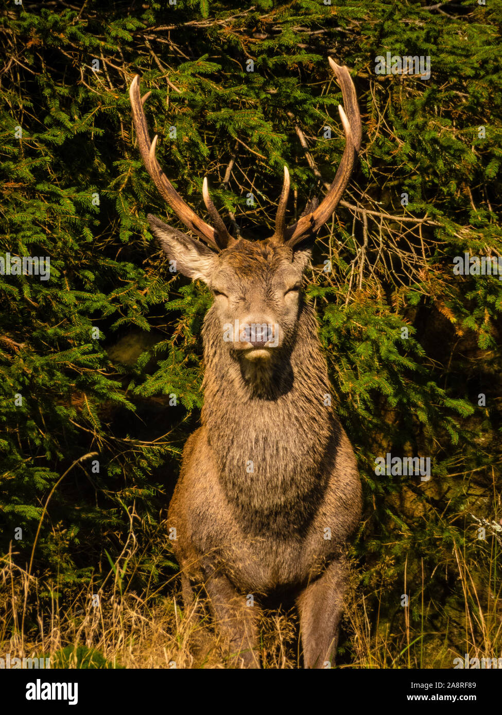 Red deer in the woods of Western Norway in autumn Stock Photo - Alamy
