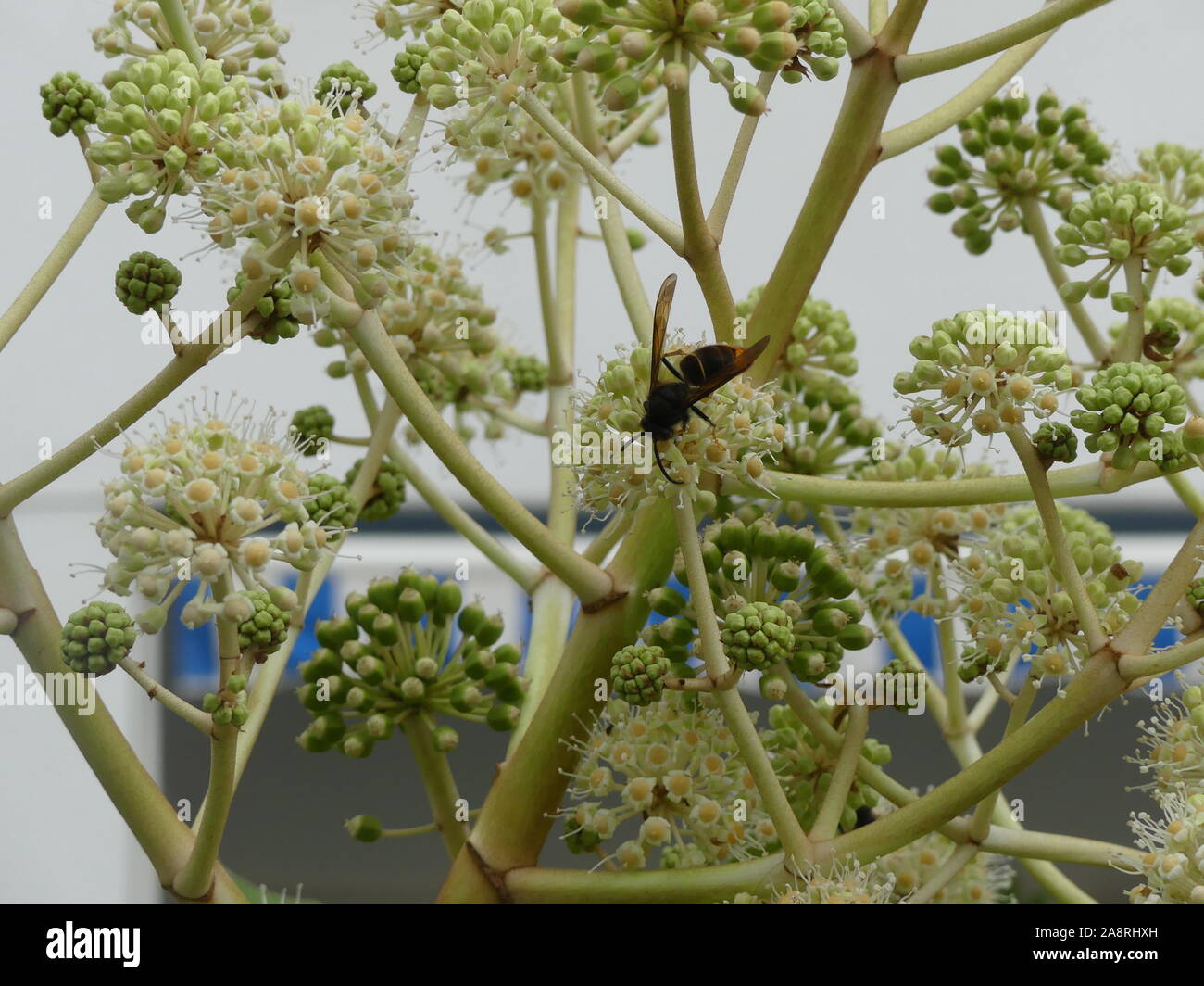 Terminal clusters hi-res stock photography and images - Alamy