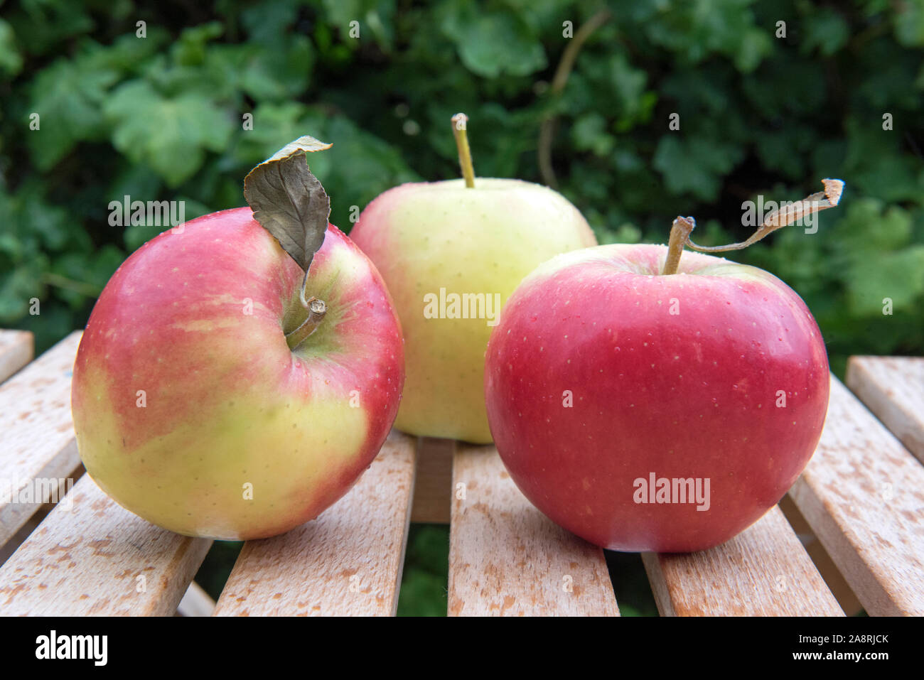 Red falstaff apples hi-res stock photography and images - Alamy