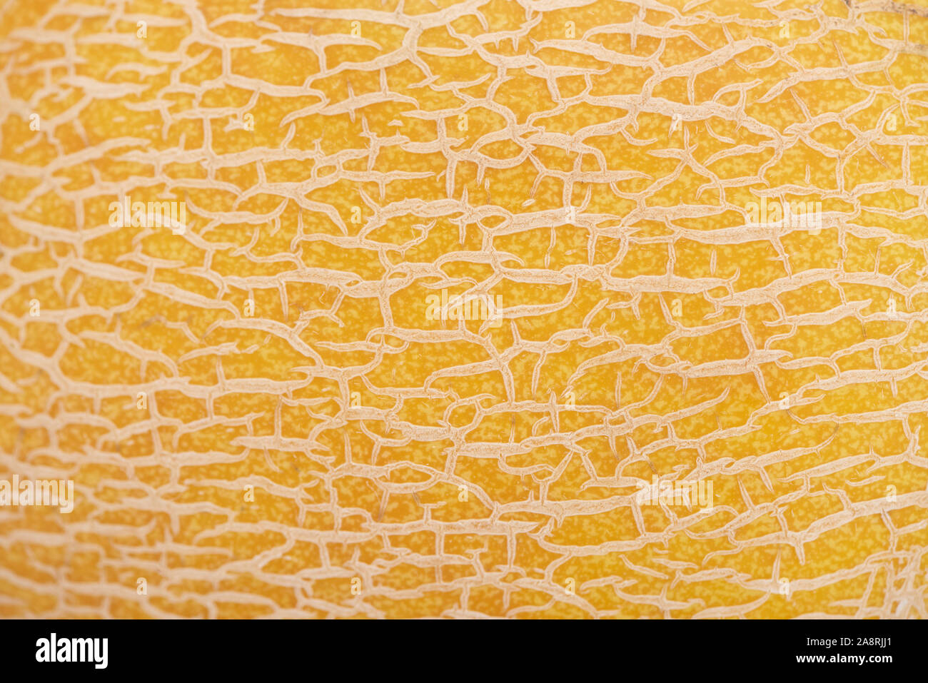 close up view of yellow melon peel texture Stock Photo - Alamy
