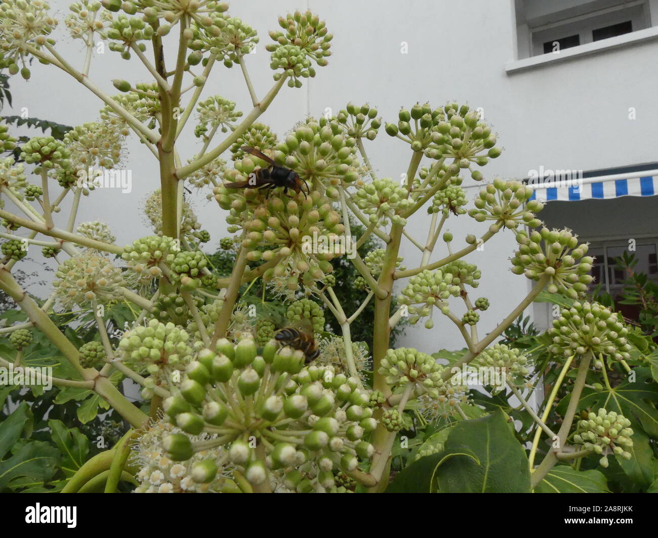Globular flowers of Fatsia Japonica clustered in terminal clusters ...