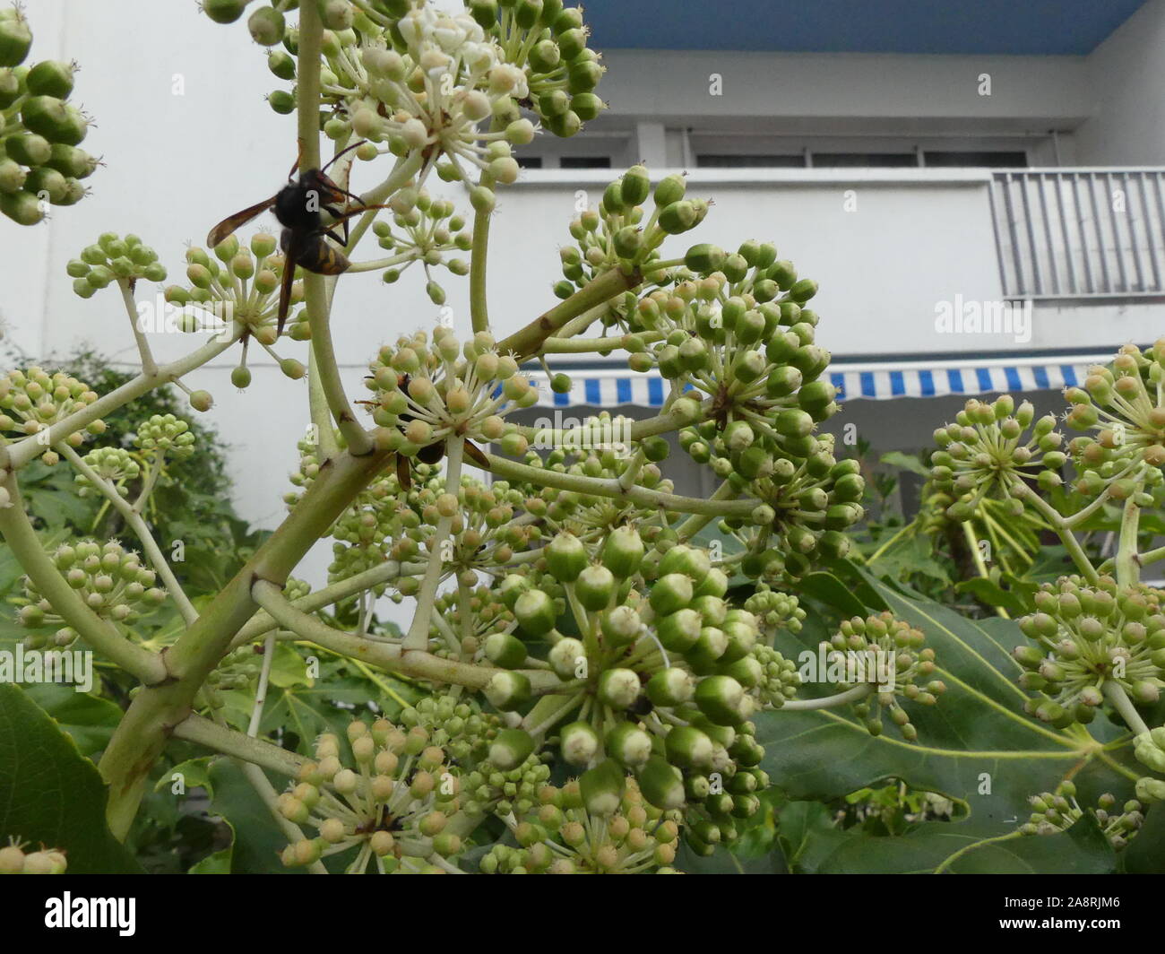 Terminal clusters hi-res stock photography and images - Alamy