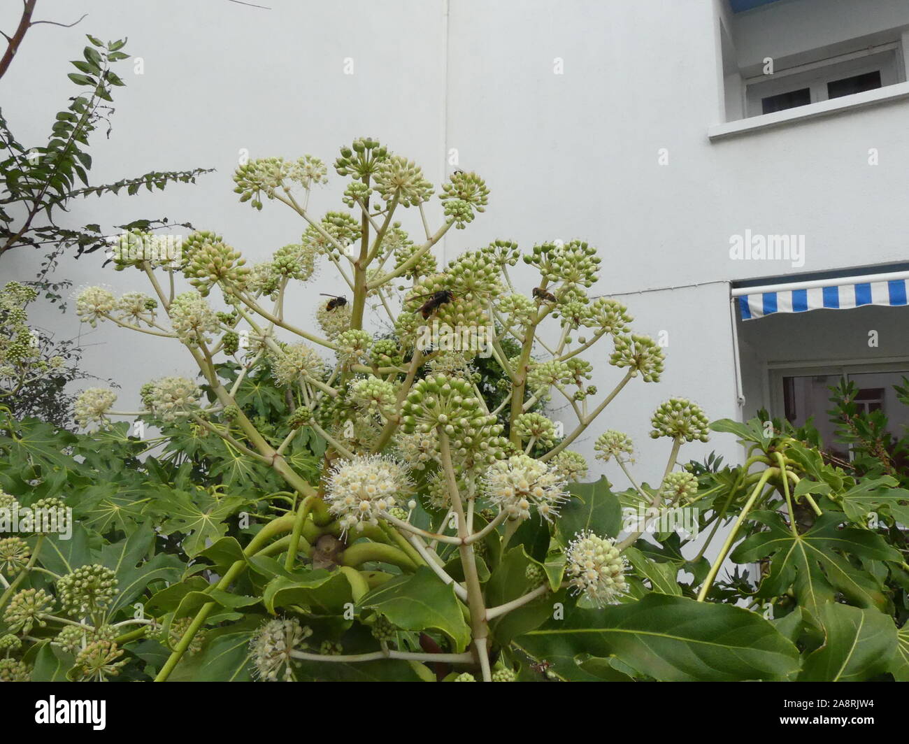 Terminal clusters hi-res stock photography and images - Alamy