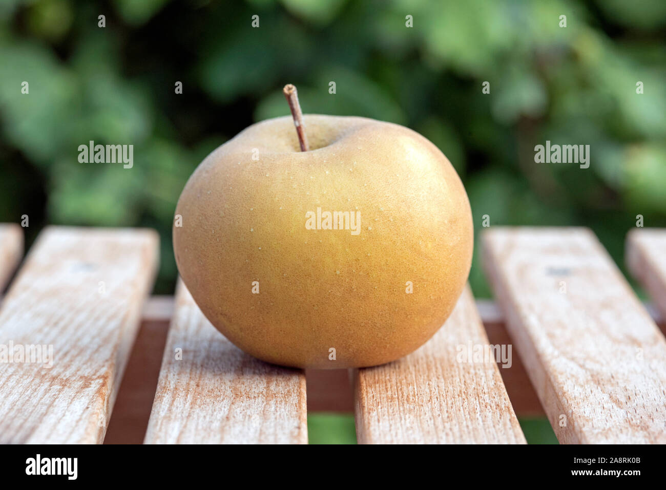 Apple st edmunds pippin hi-res stock photography and images - Alamy