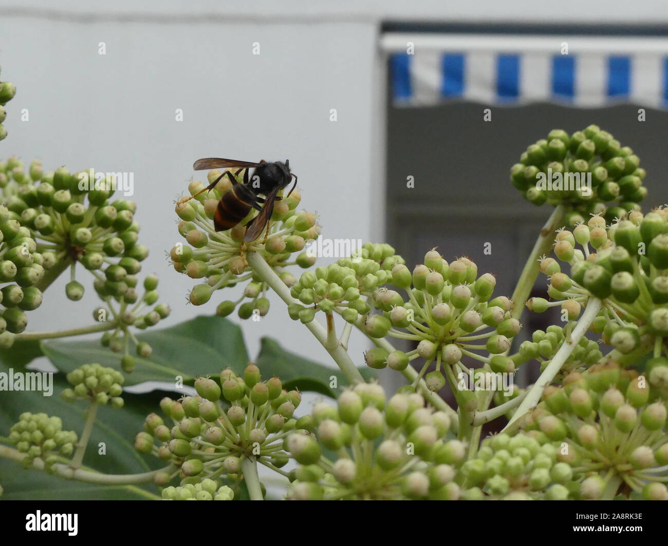 Globular flowers hi-res stock photography and images - Alamy