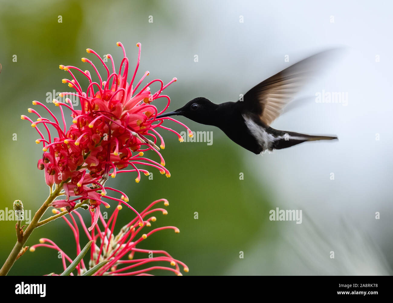 Jacobin bird hi-res stock photography and images - Alamy