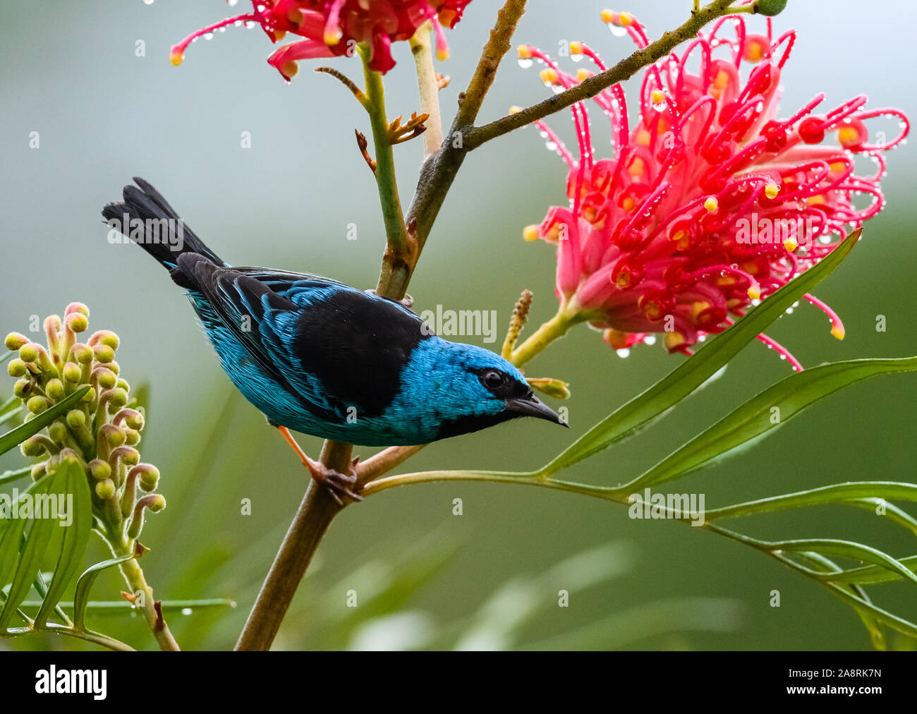 Blue dacnis hi-res stock photography and images - Alamy