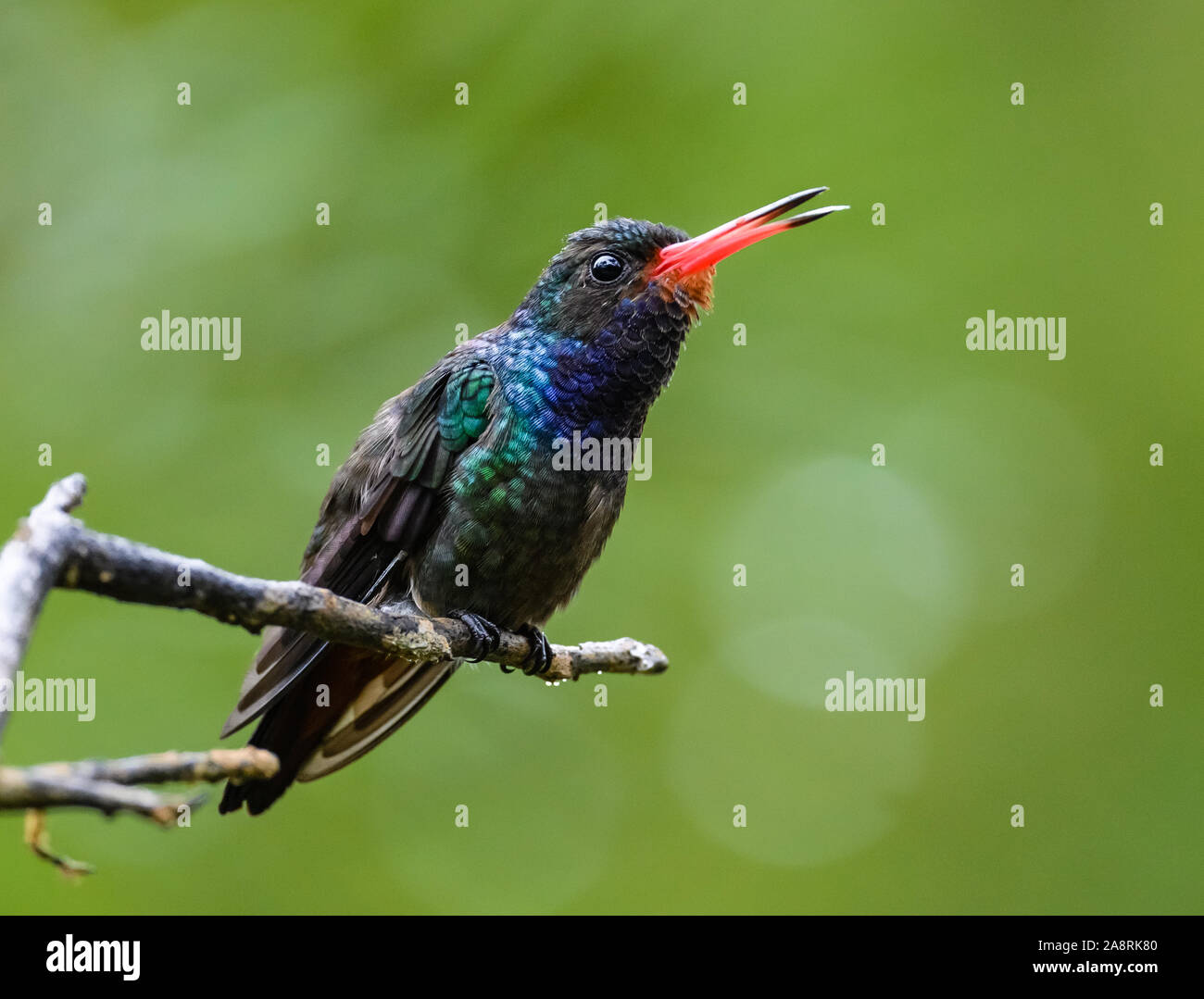 Sapphirina hi-res stock photography and images - Alamy