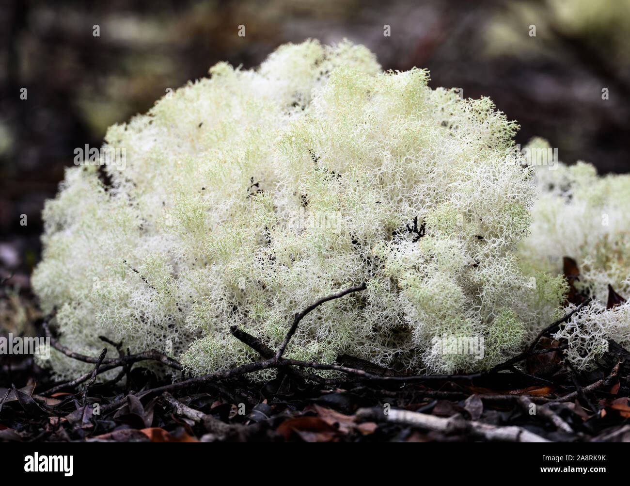 White moss hi-res stock photography and images - Alamy