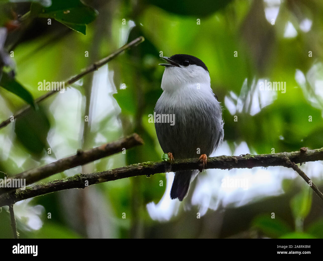 White bearded manakin hi-res stock photography and images - Alamy