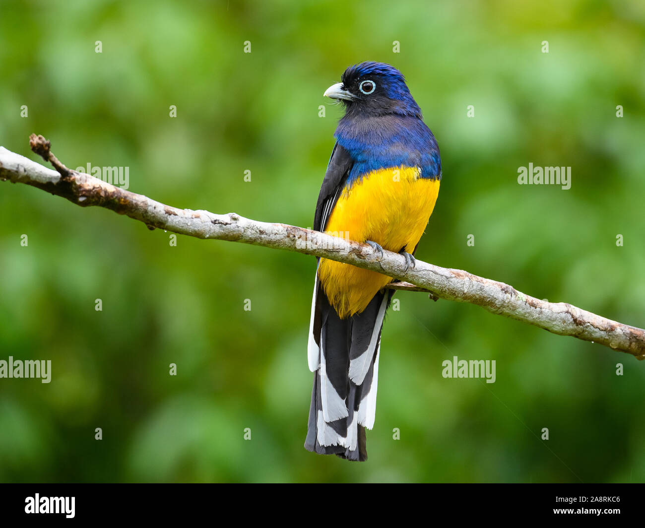 Green backed trogon trogon viridis male hi-res stock photography and ...