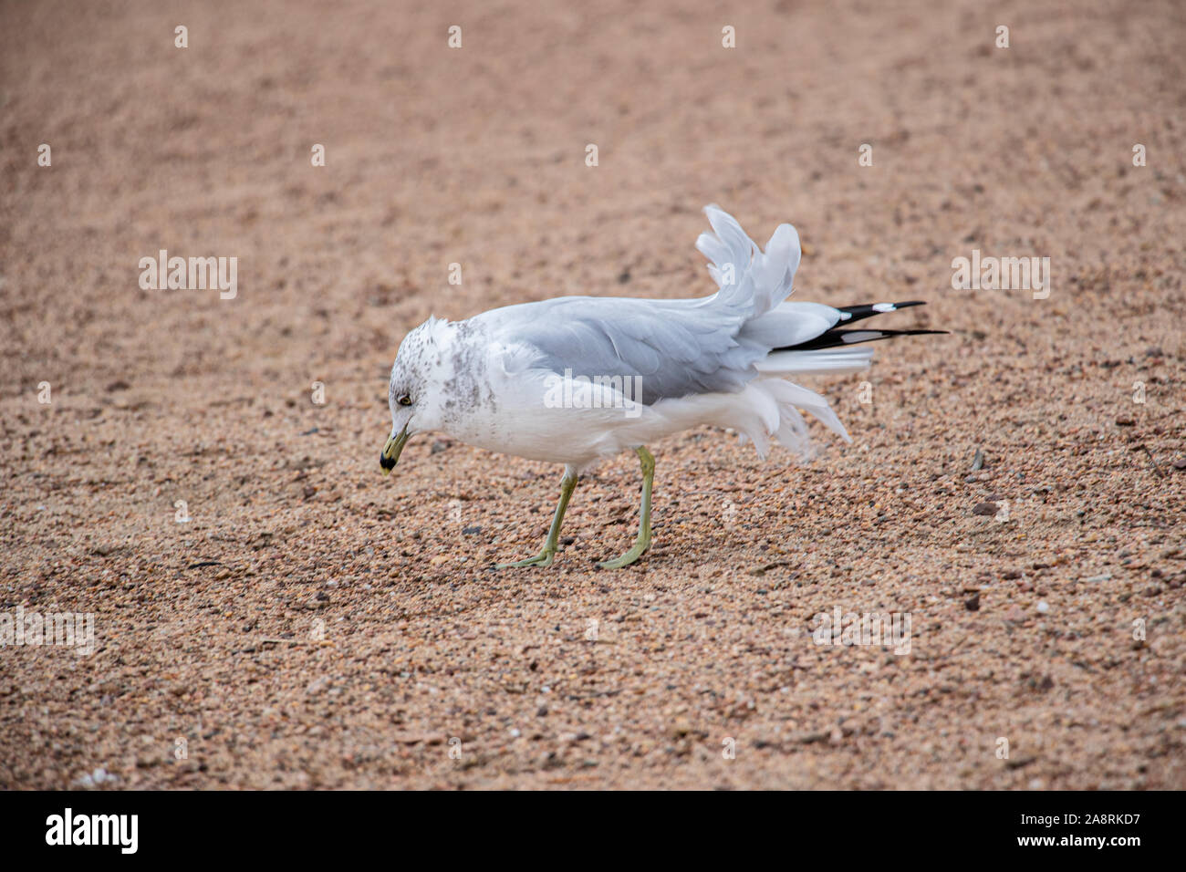 Annoyed beach hi-res stock photography and images - Alamy