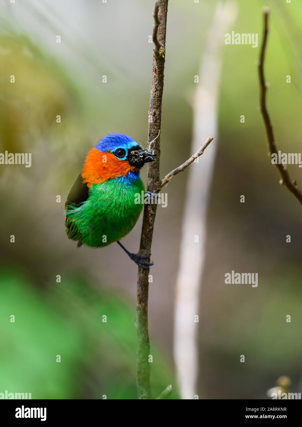 Red-necked Tanager (Tangara cyanocephala) collecting nesting material ...