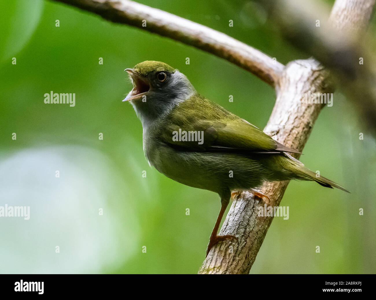 Female manakin bird hi-res stock photography and images - Alamy