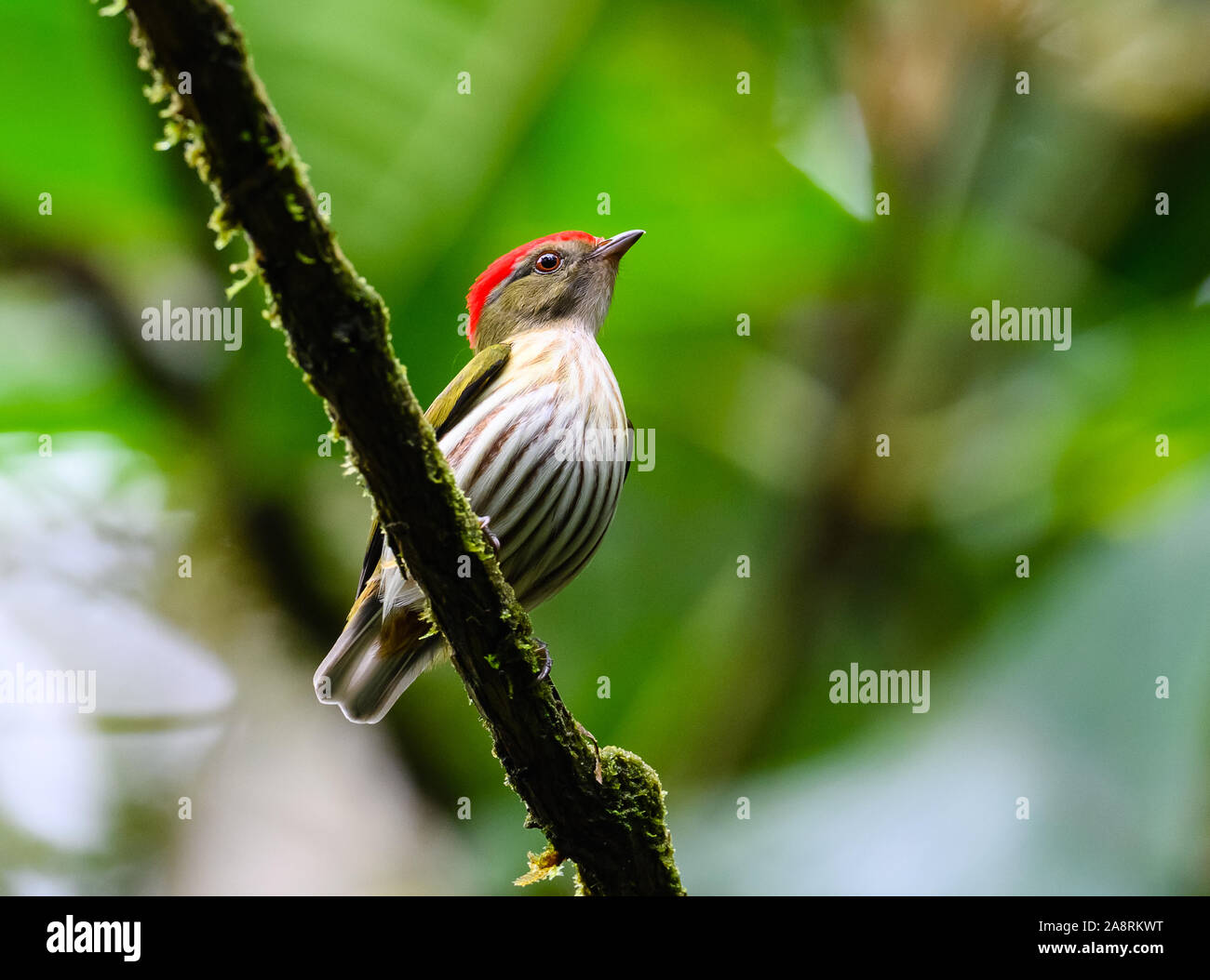 Kinglet manakin hi-res stock photography and images - Alamy