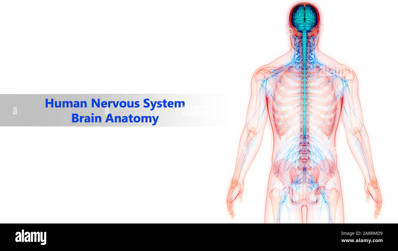Central Organ of Human Nervous System Brain Anatomy Stock Photo - Alamy