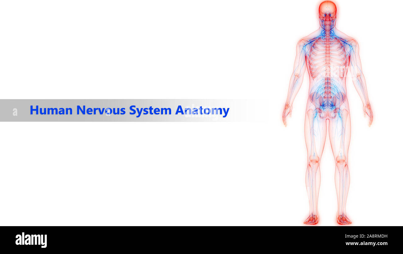 Human Body Nervous System Anatomy Stock Photo - Alamy