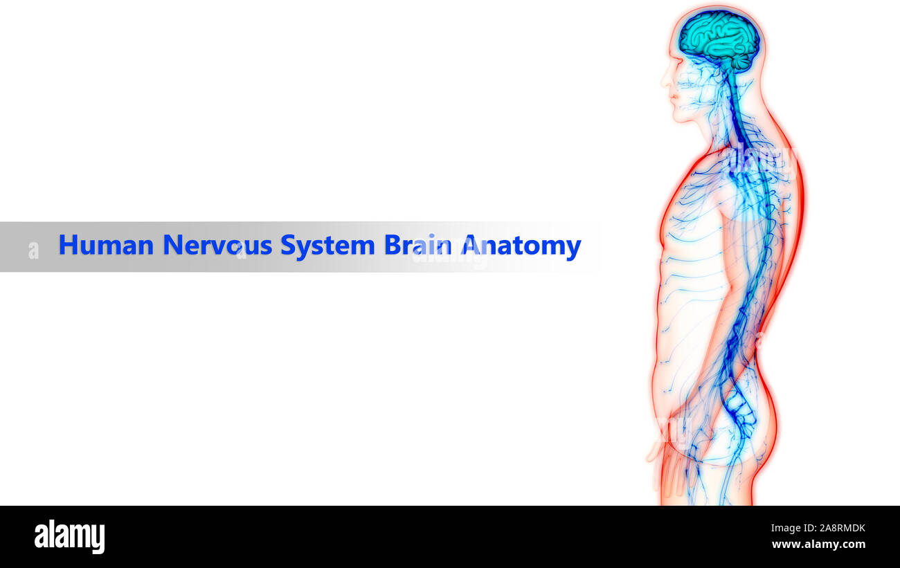 Central Organ of Human Nervous System Brain Anatomy Stock Photo - Alamy