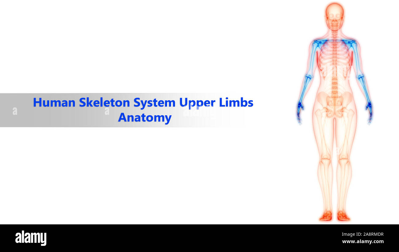 Human Skeleton System Upper Limbs Anatomy Stock Photo - Alamy