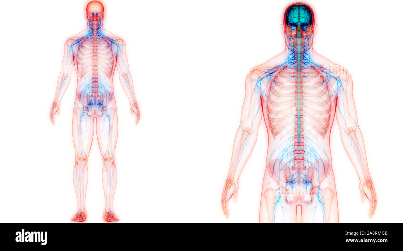 Central Organ of Human Nervous System Brain Anatomy Stock Photo - Alamy