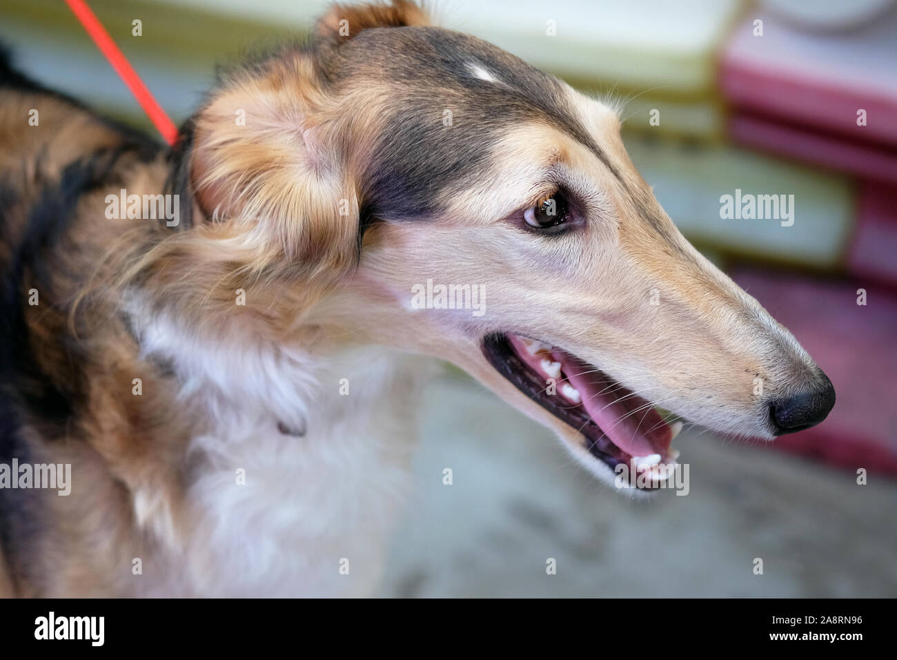 Russian hunting sighthound (breed of hunting dogs) close-up, side view ...