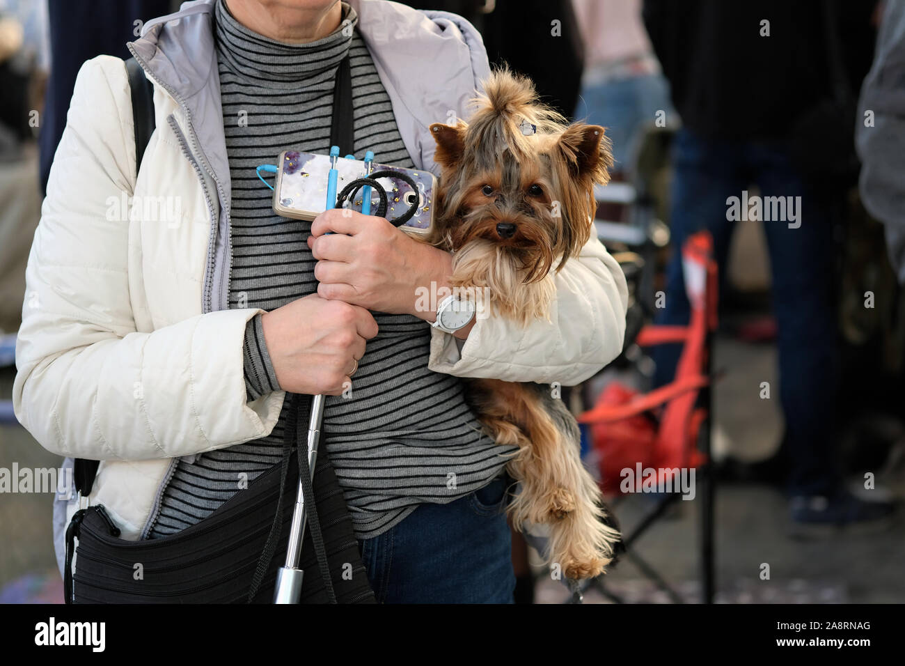 Small brown dog Yorkshire Terrier in the arms of a woman. An old woman ...