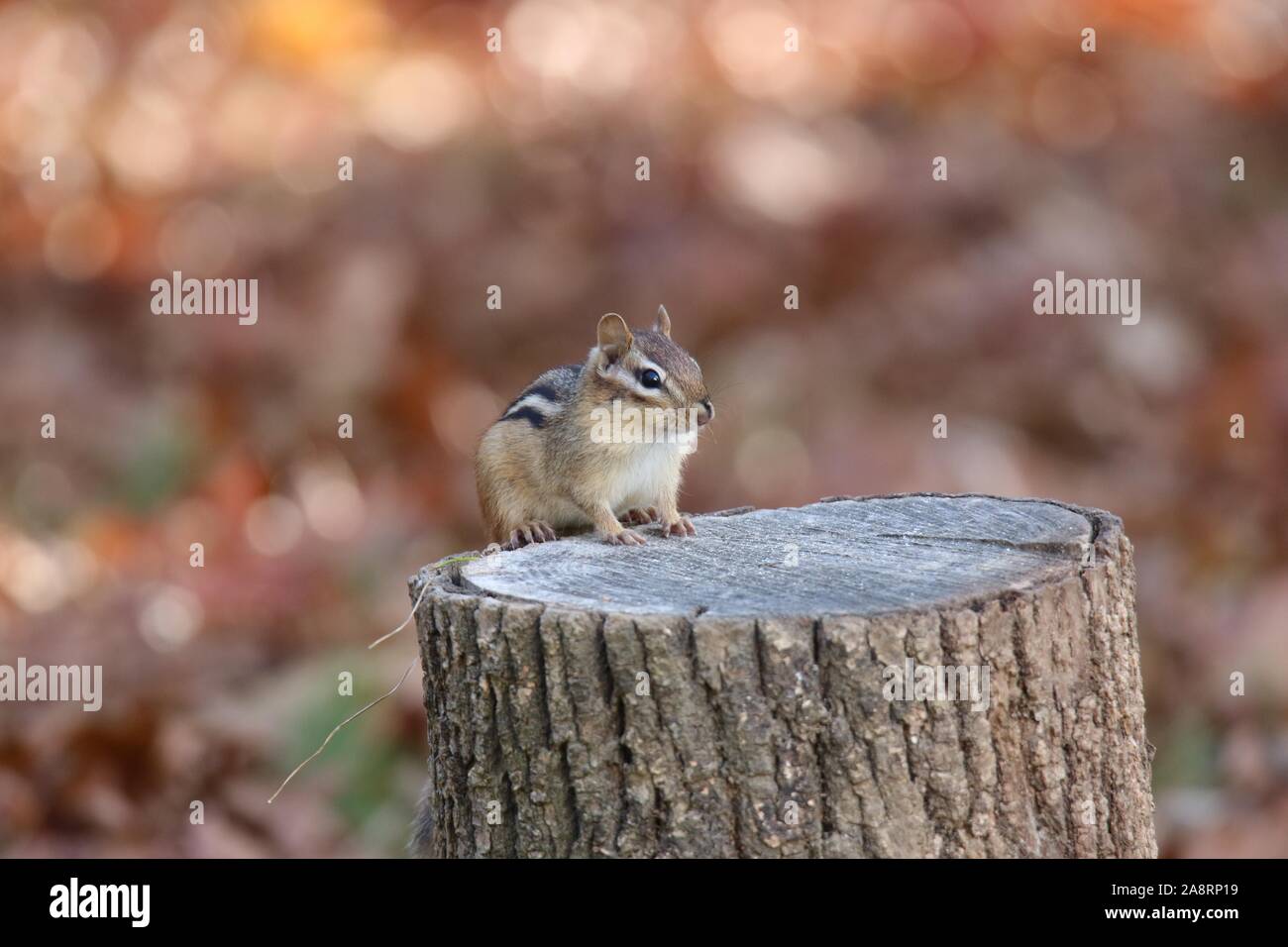 An eastern chipmunk sitting on a tree stump in Fall Stock Photo - Alamy