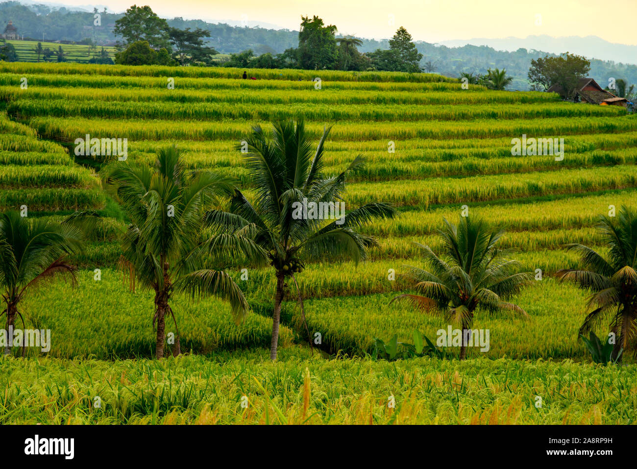 Paddy field tall rice crop hi-res stock photography and images - Alamy