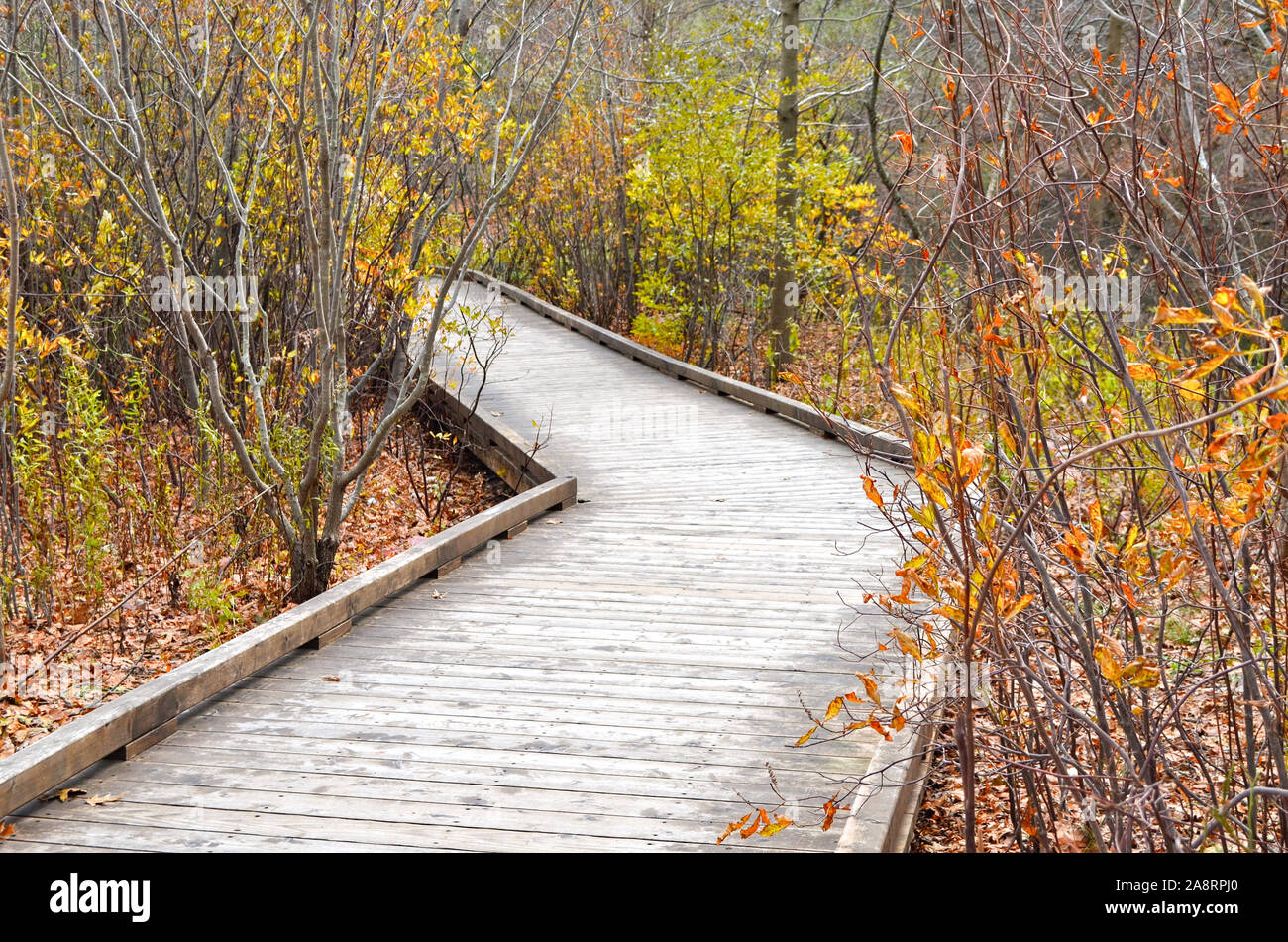 A boardwalk takes the viewer into a late fall wetland forest and makes ...