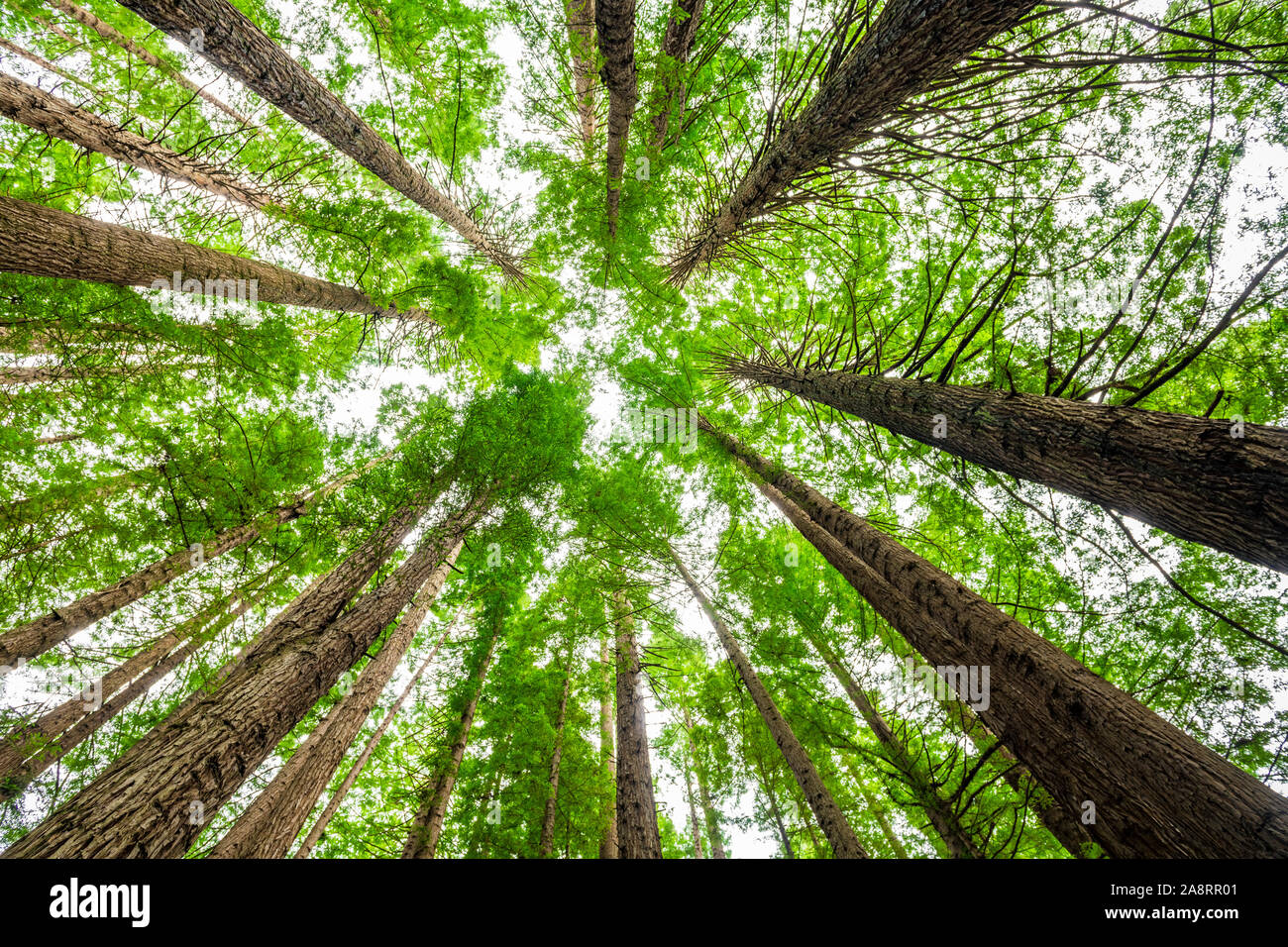 Californian redwood forest in the Great Otway National Park in Victoria ...