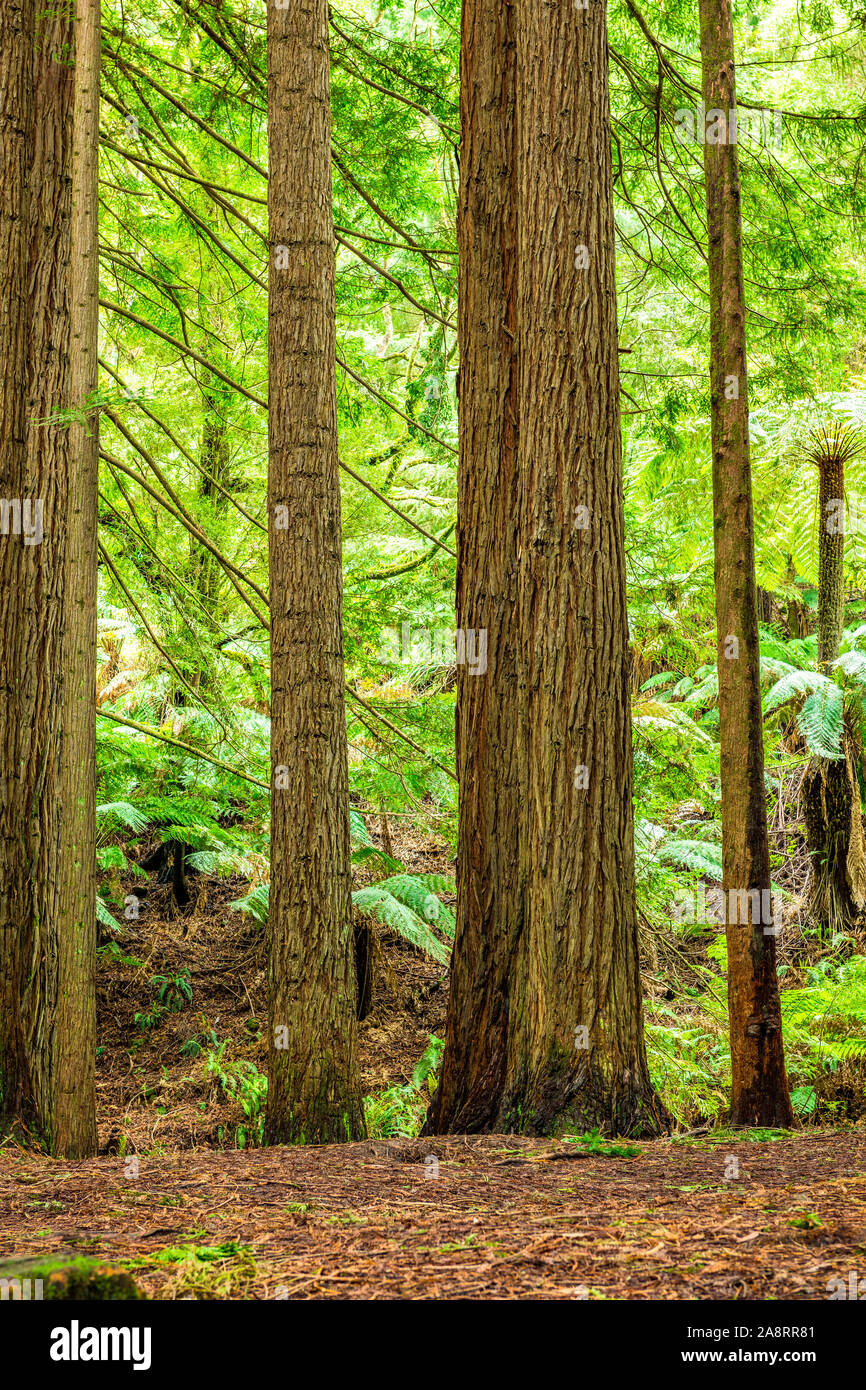 Giant redwood trees in the redwoods national park hi-res stock ...