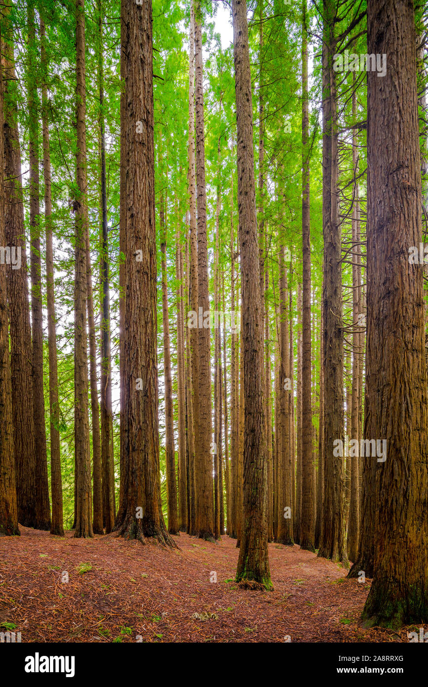 Californian giant redwood hi-res stock photography and images - Alamy