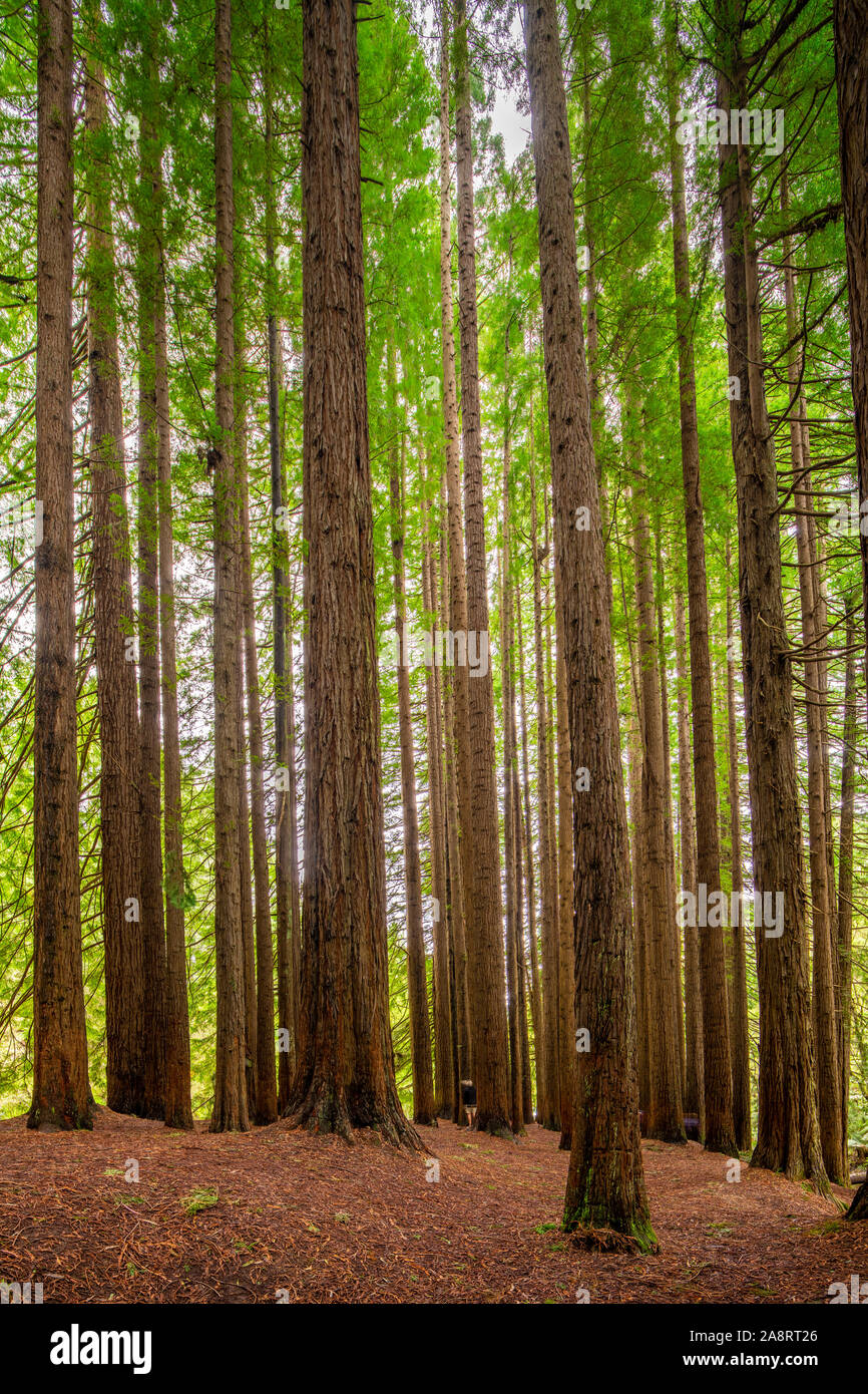 Californian redwoods in australia hi-res stock photography and images ...