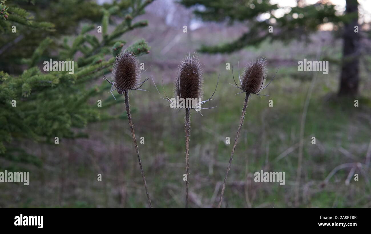 Three plants standing Stock Photo - Alamy