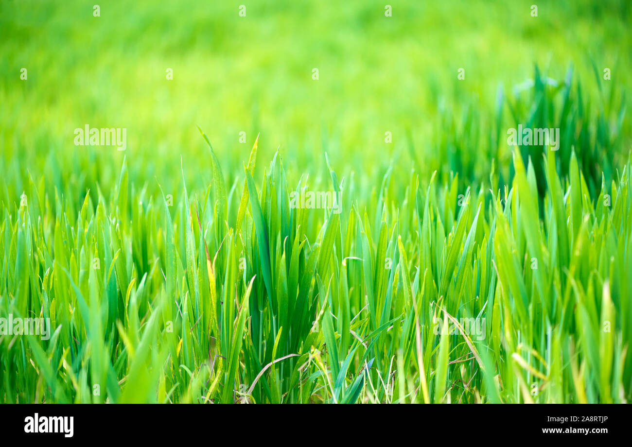 Green grass under hi-res stock photography and images - Alamy