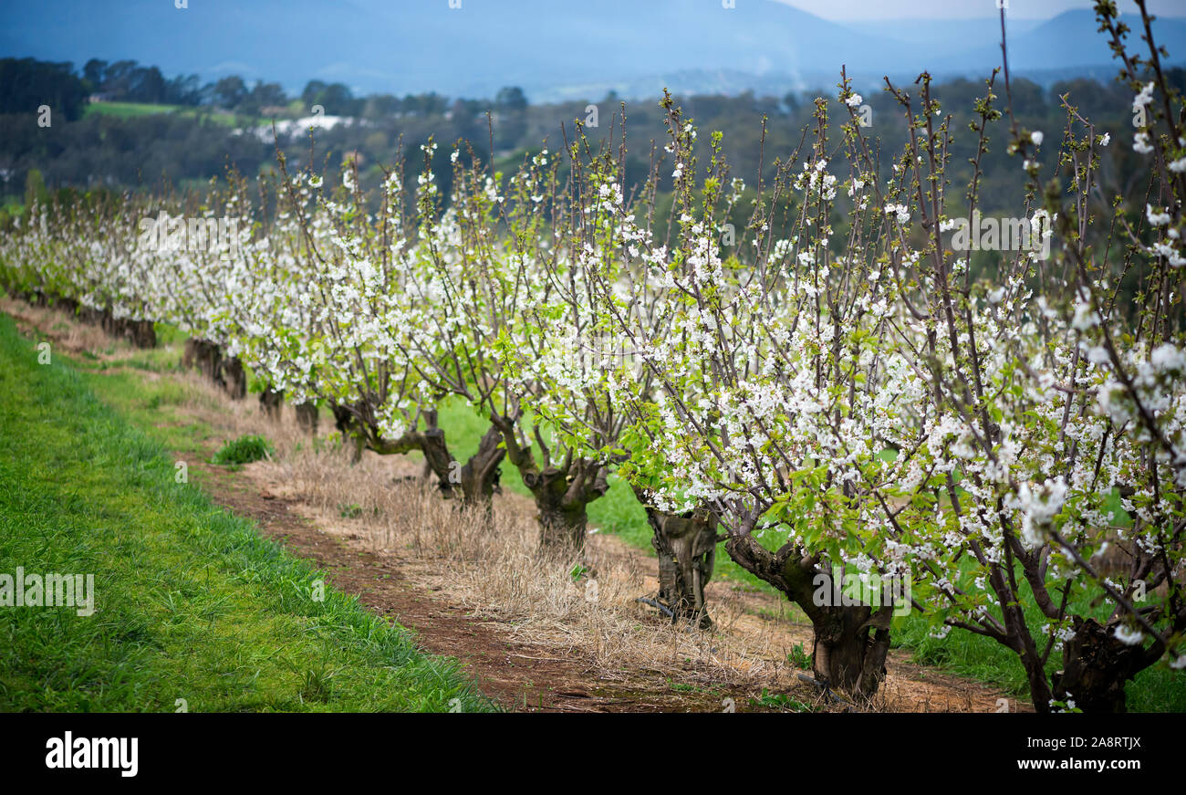 A landscape photo of blooming cherry trees growing in a row. Rural ...