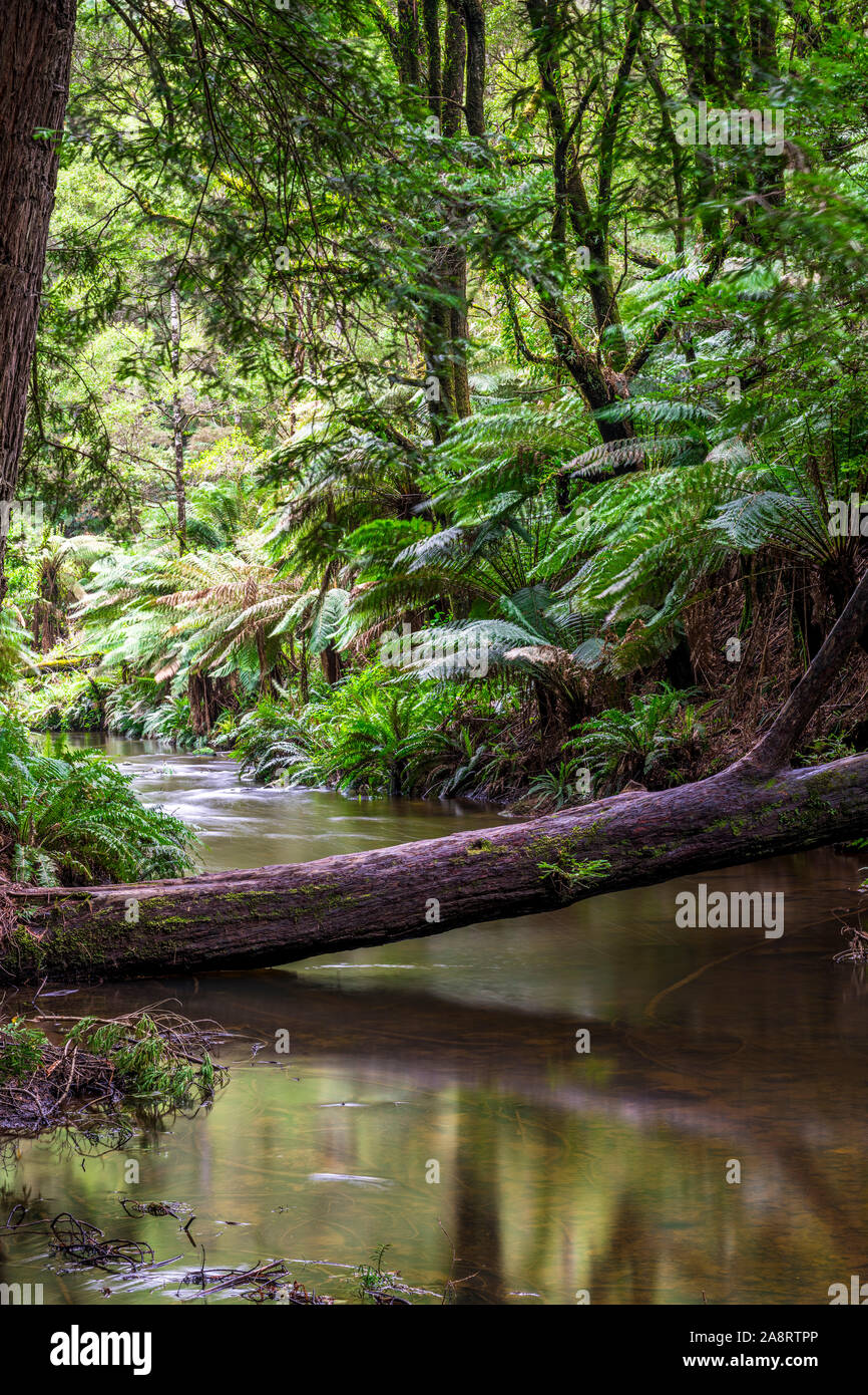 Large ferns and a stream in the Californian redwood forest in the Great ...