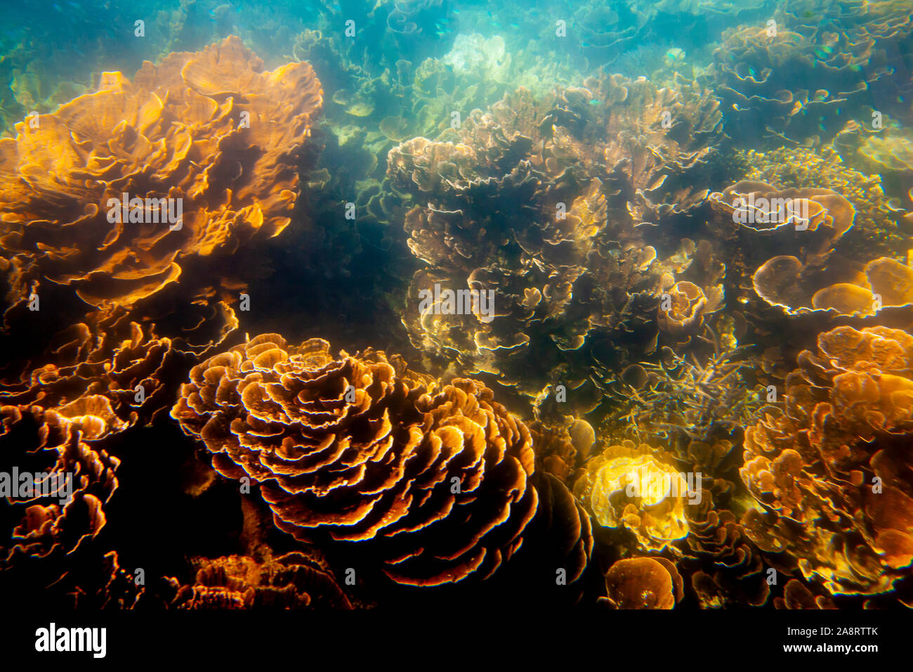 Ningaloo Reef - Coral Bay - Western Australia Stock Photo - Alamy