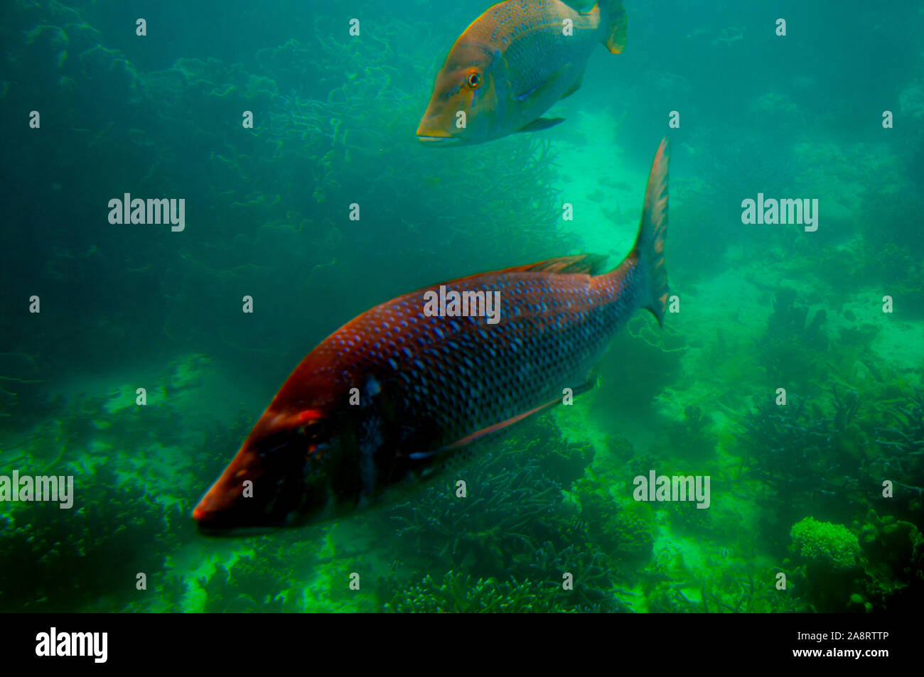 Emperor red snapper hi-res stock photography and images - Alamy