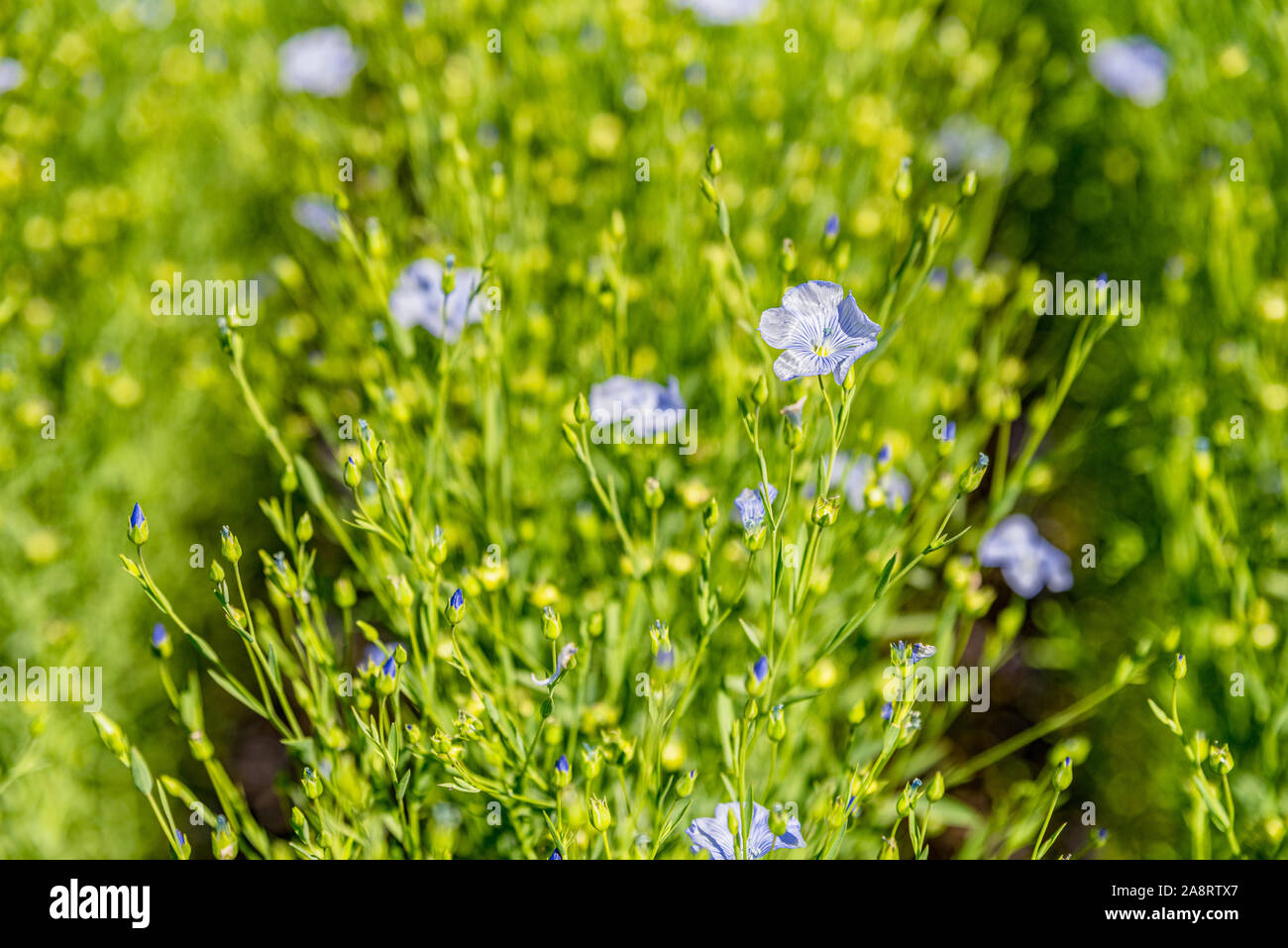 Saskatchewan landscape flower hi-res stock photography and images - Alamy