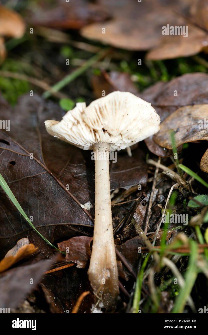 Mushroom close up in wild nature background fifty megapixels Stock ...