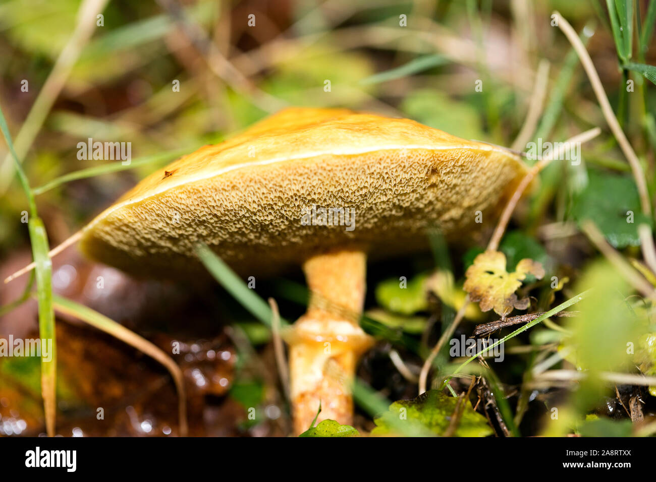 Mushroom close up in wild nature background fifty megapixels Stock ...