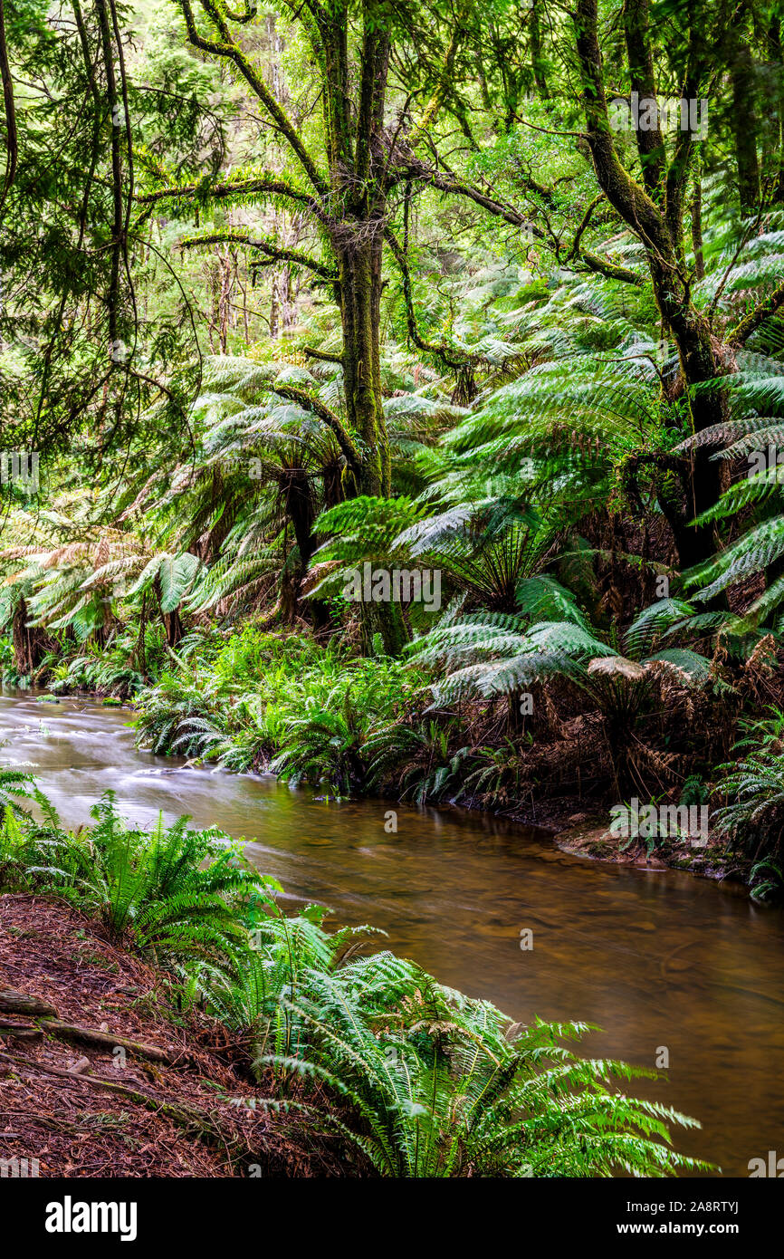 Large ferns and a stream in the Californian redwood forest in the Great ...