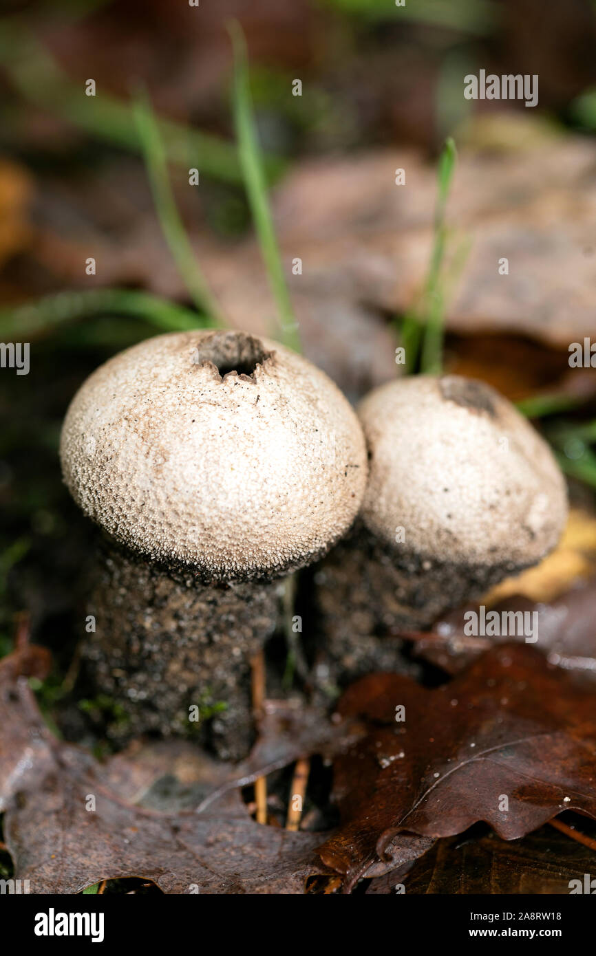 Mushroom close up in wild nature background fifty megapixels Stock ...
