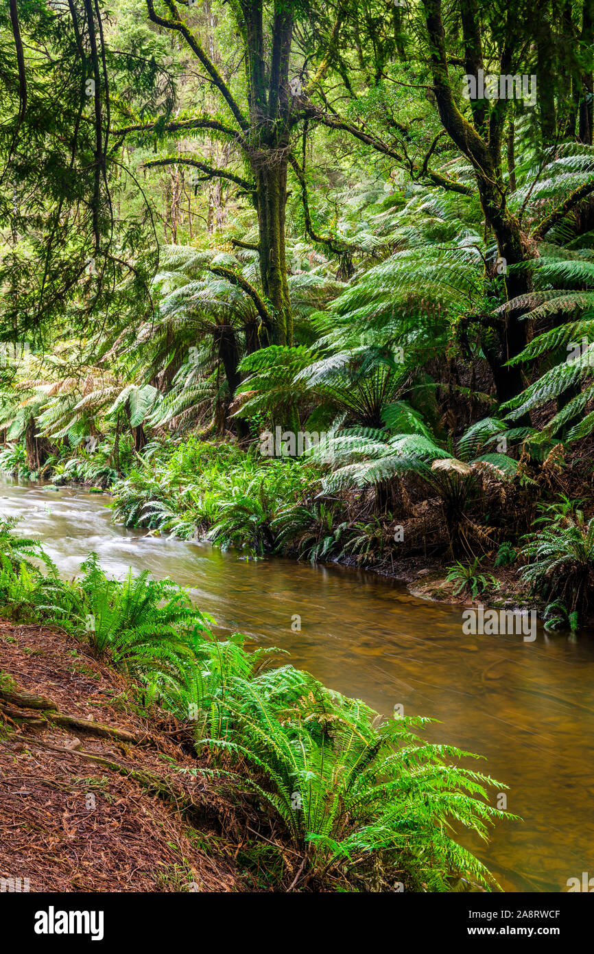Aire river, great otway national park hi-res stock photography and ...