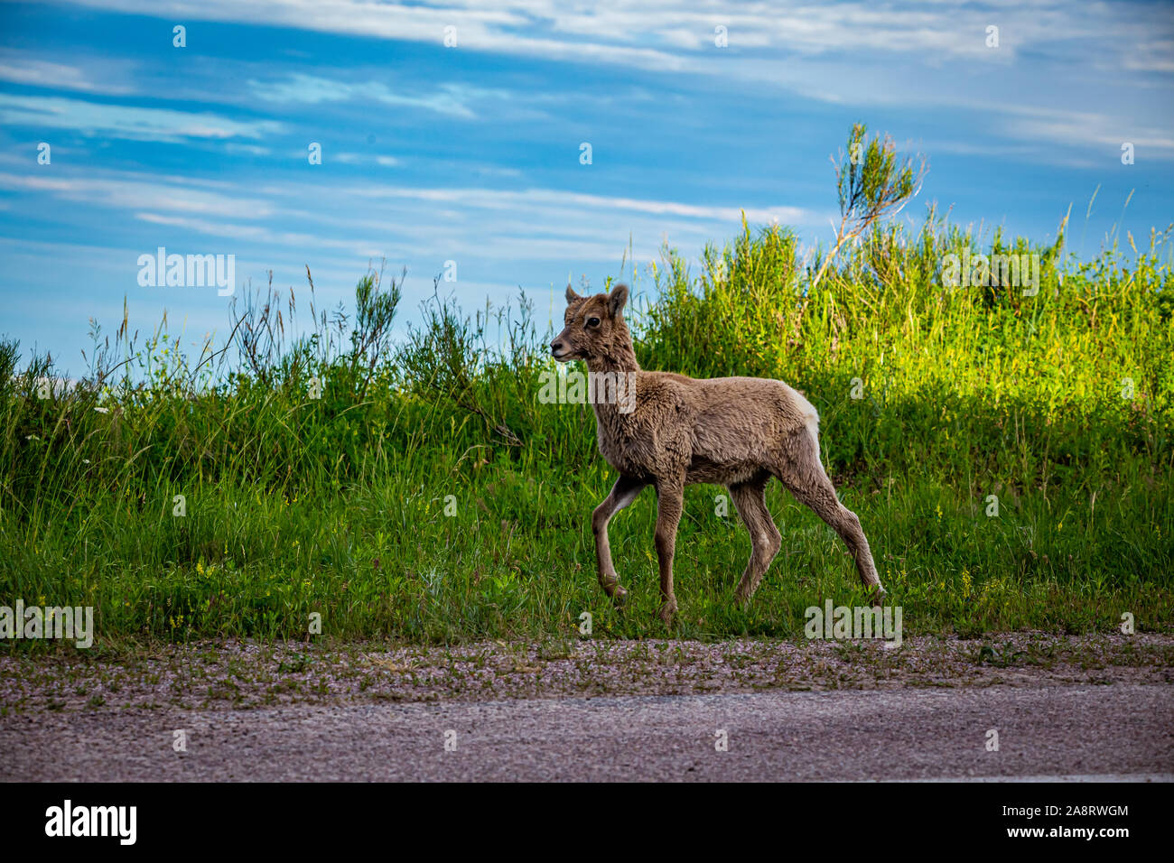 A Bighorn Sheep lamb along the roadway at Badlands National Park In ...