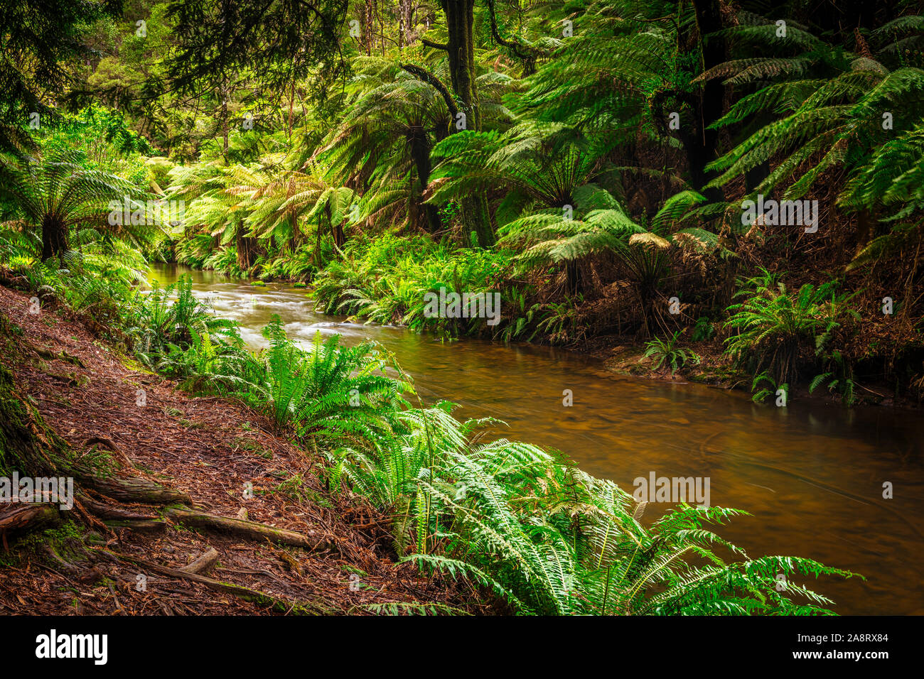 Large ferns in the Californian redwood forest in the Great Otway ...