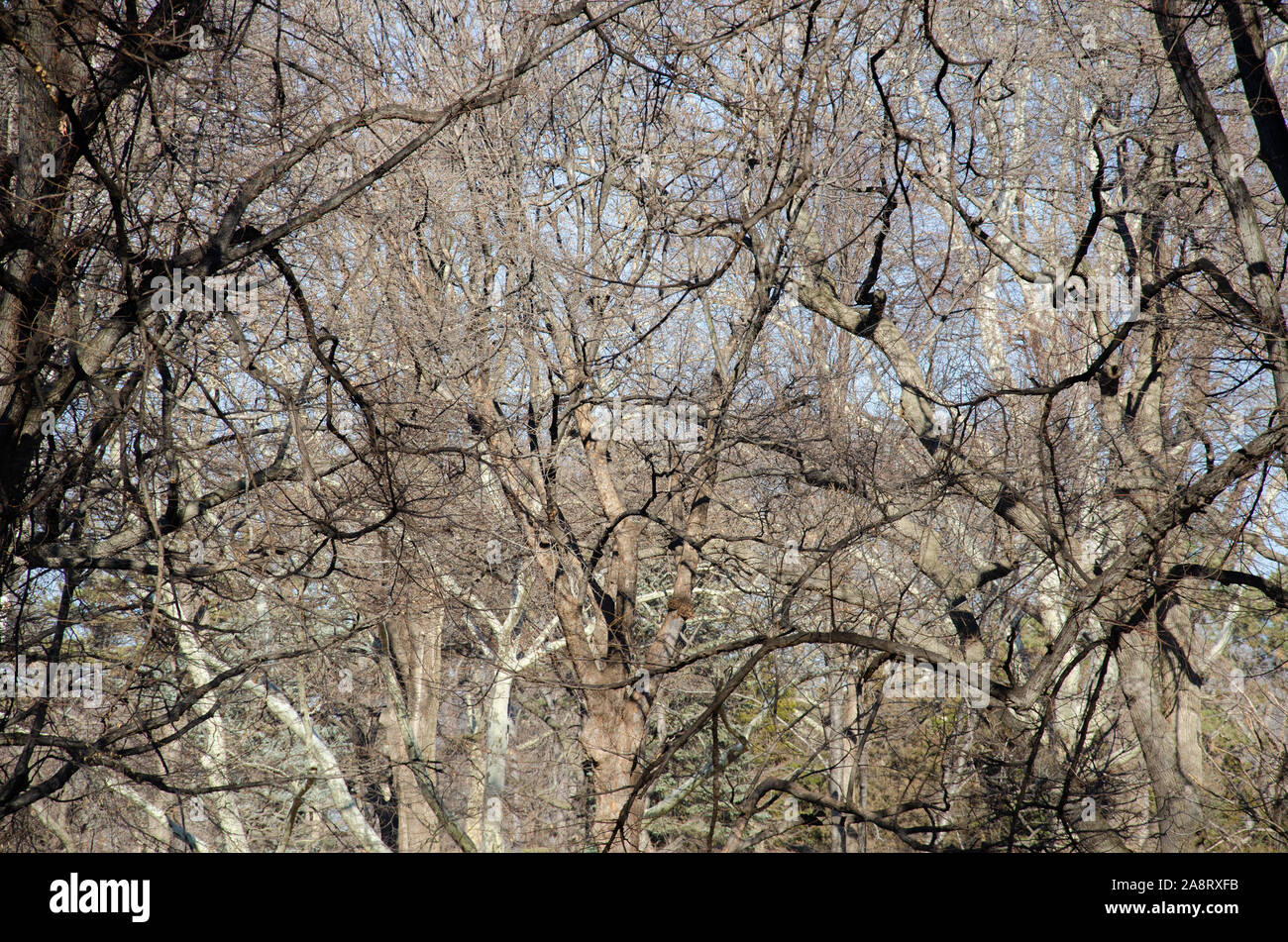 Tree branches cross each other in Central Park, Manhattan, New York ...