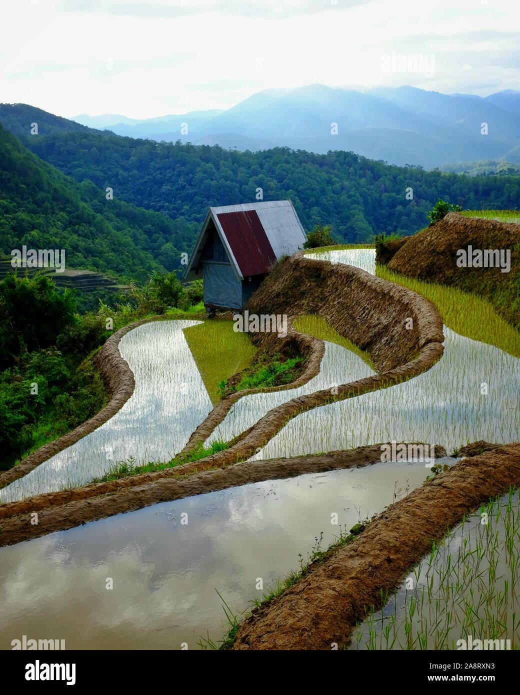 Muddy rice terraces in Bontoc, Mountain Province, Philippines Stock ...