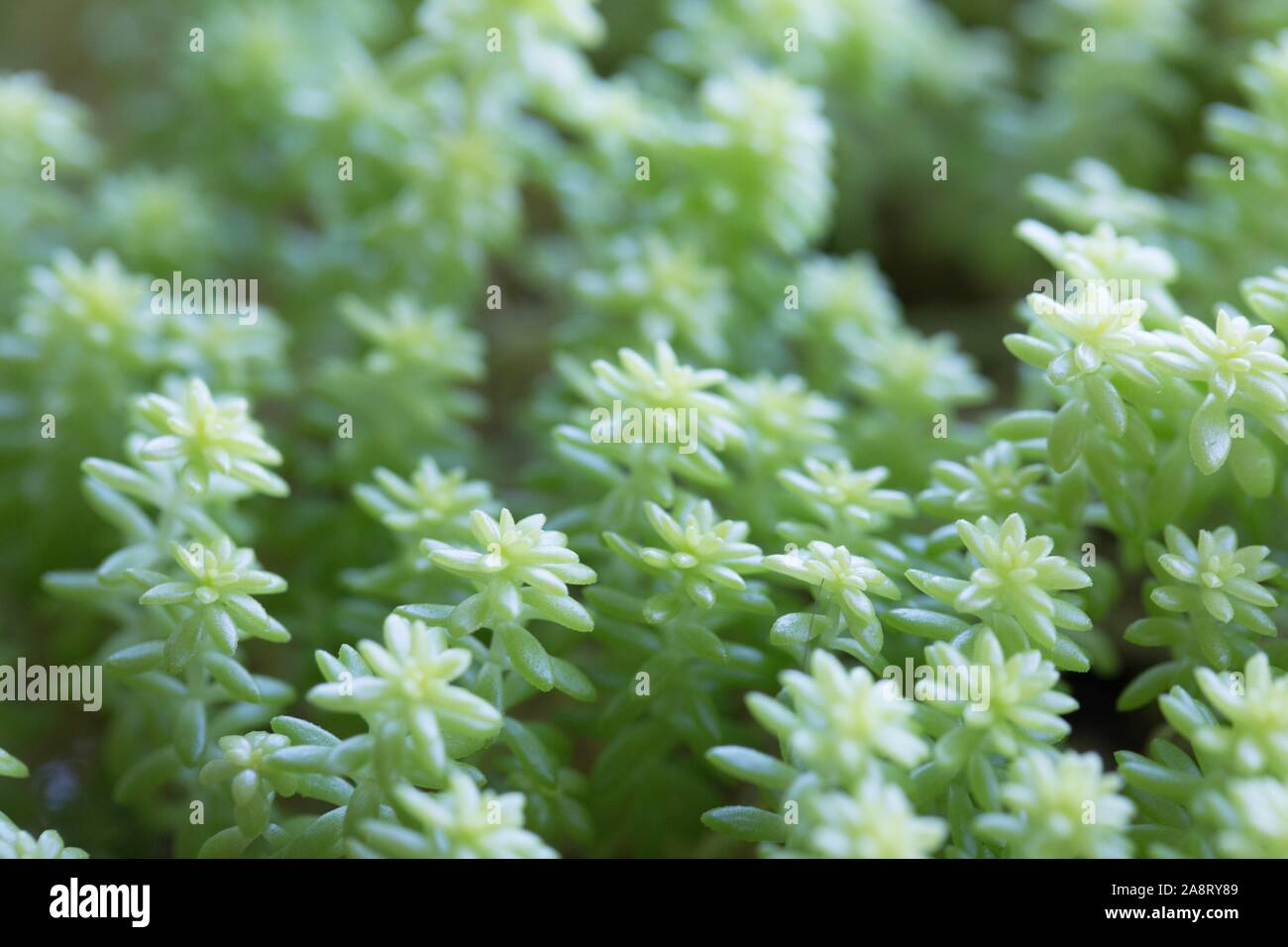 Close up of Sedum Japonicum 'Tokyo Sun' plant Stock Photo - Alamy
